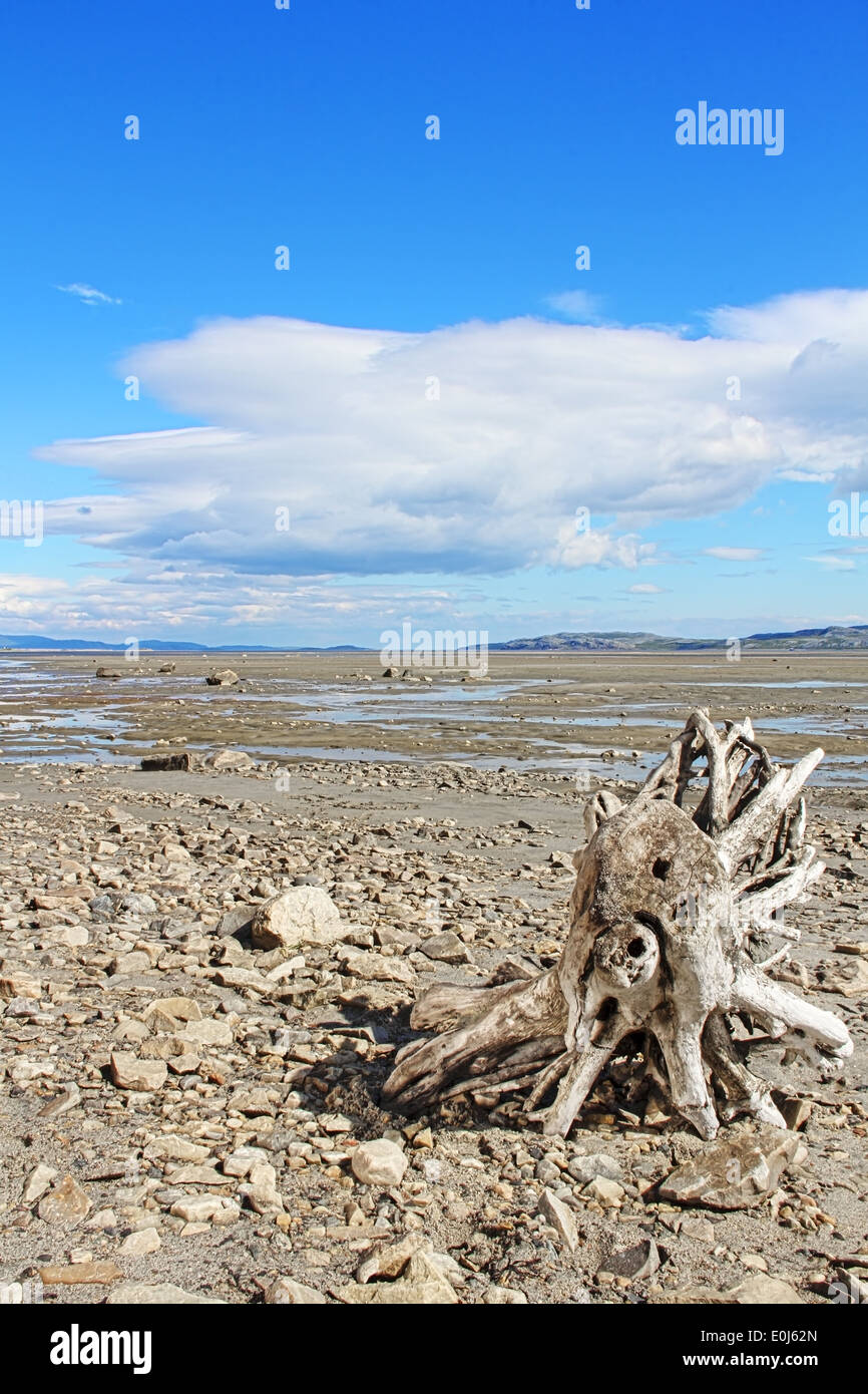 Summer arctic landscape with lake, mountains and dry tree root Stock ...