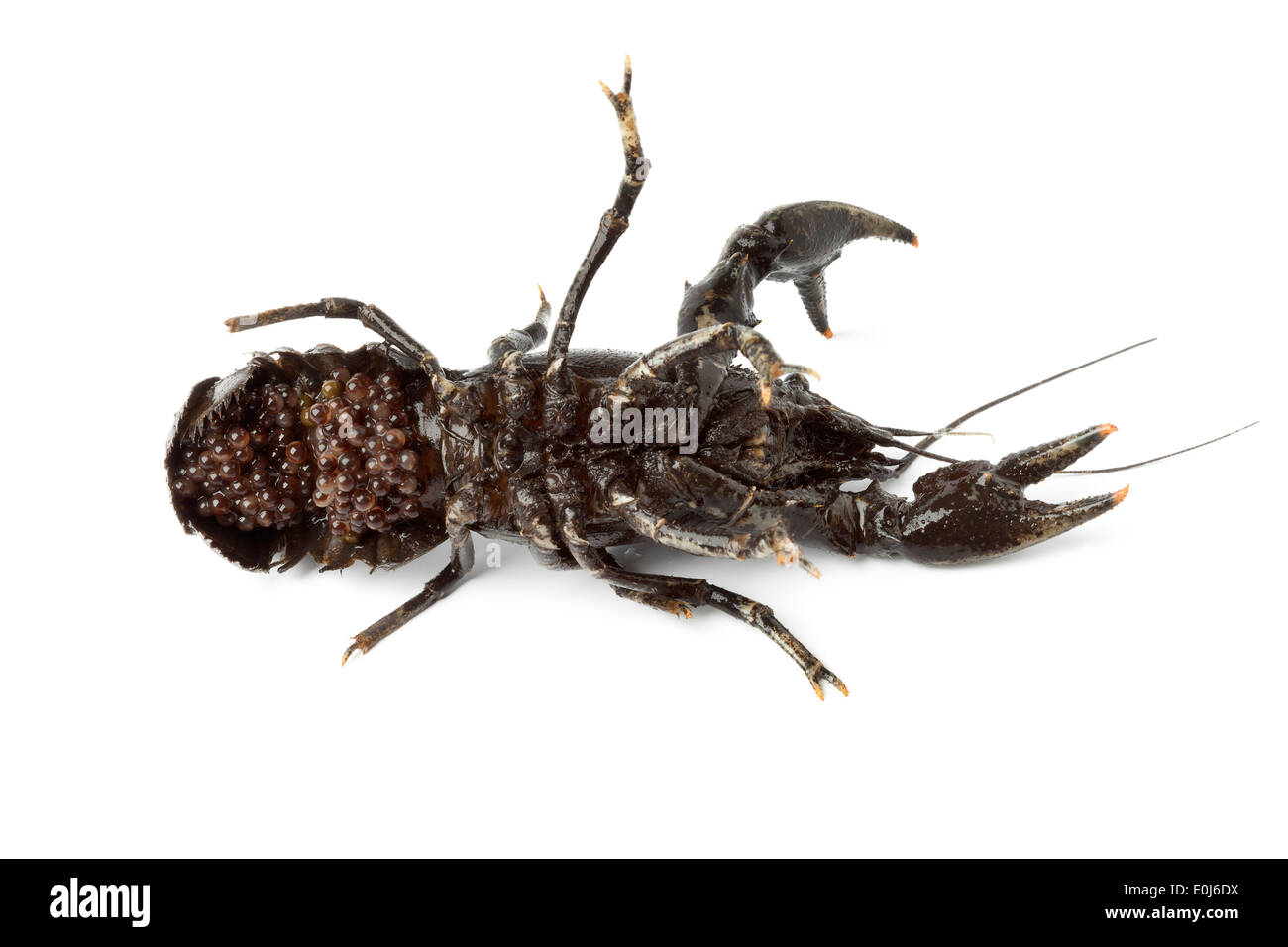 Spotted atlantic crayfish with eggs on white background Stock Photo - Alamy
