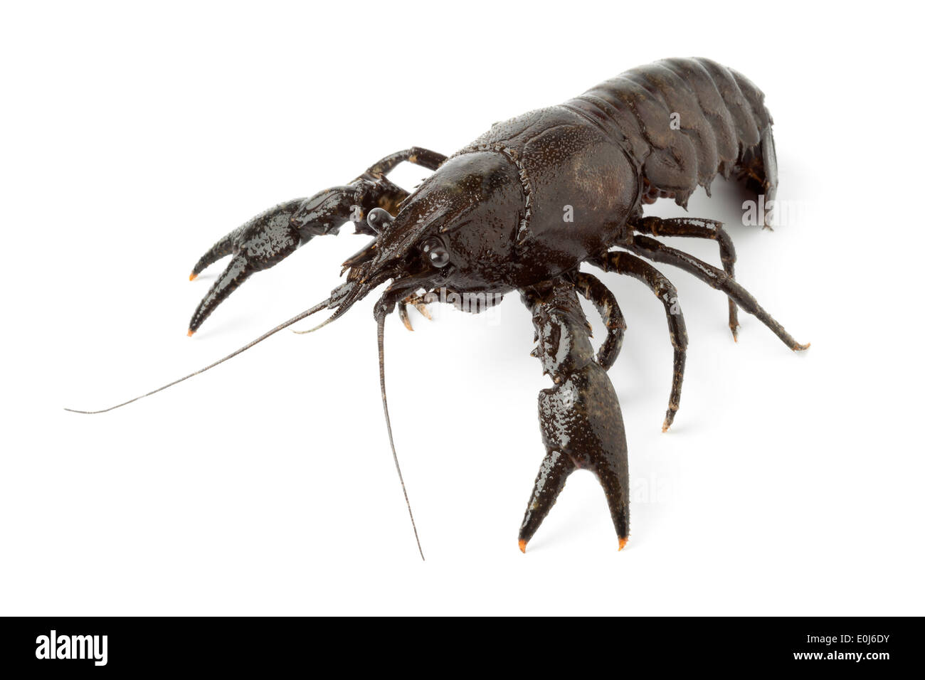 Crayfish hi-res stock photography and images - Alamy