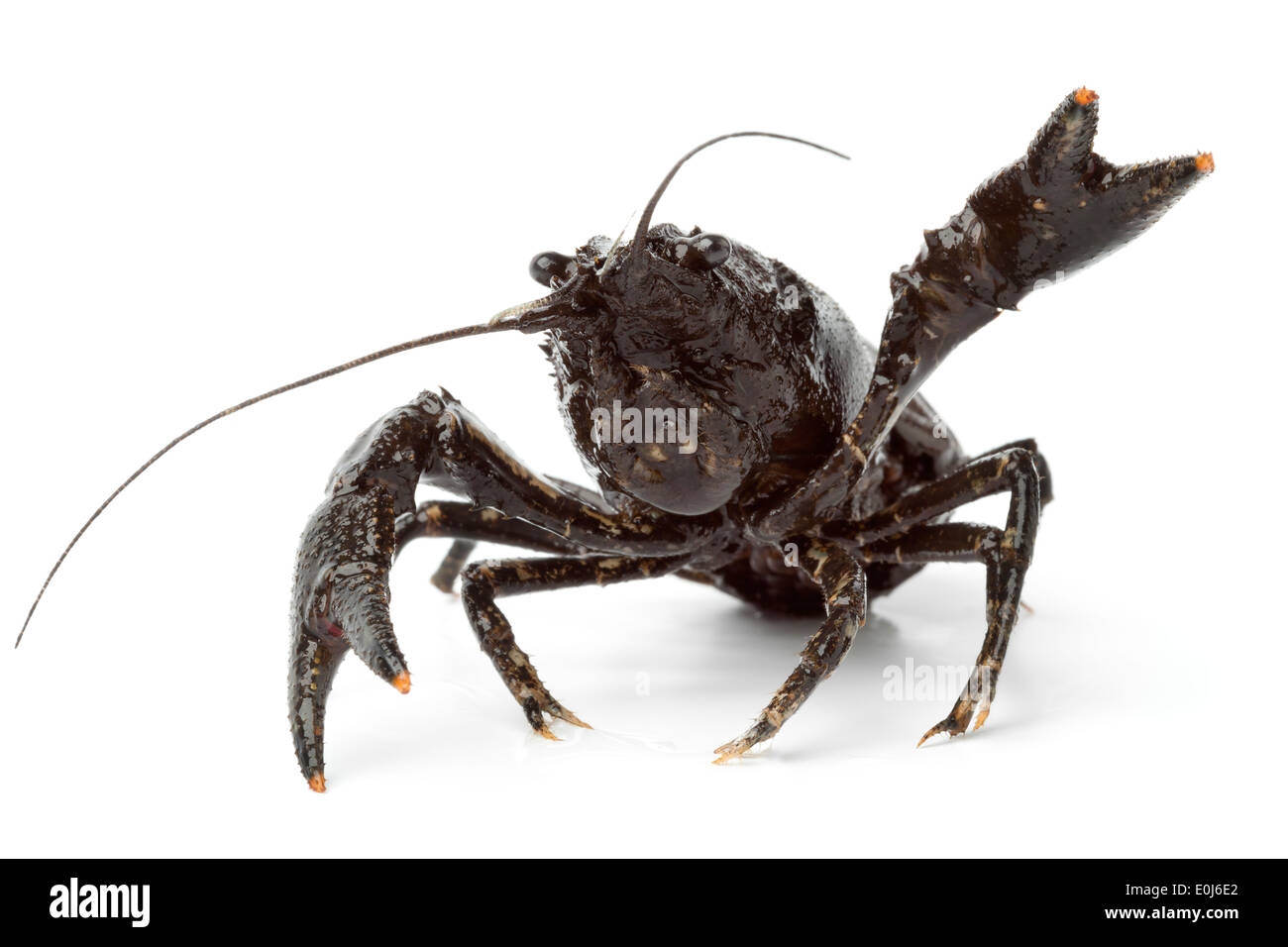 Crayfish hi-res stock photography and images - Alamy