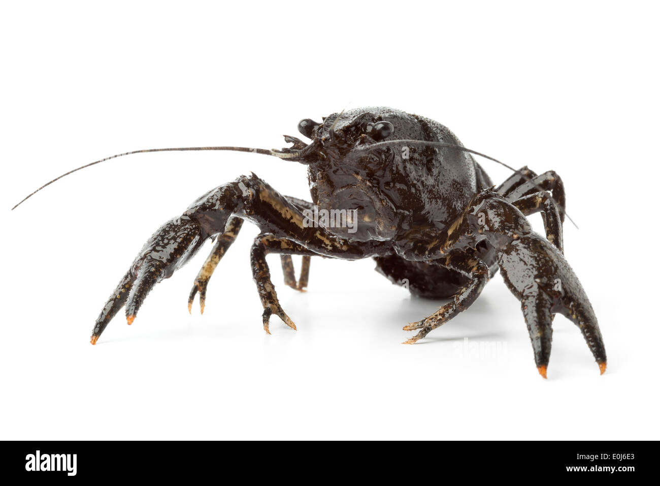 Spotted atlantic crayfish on white background Stock Photo - Alamy