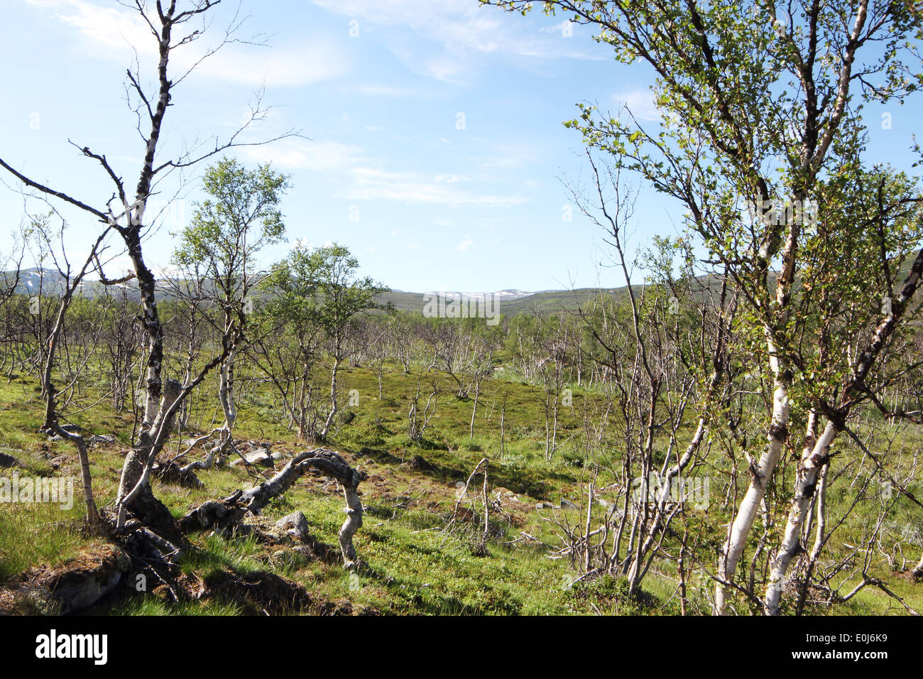 Finnish arctic tundra hi-res stock photography and images - Alamy