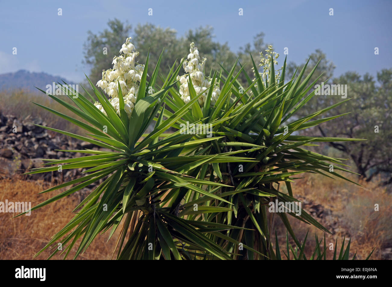 Flowering yuccas hi-res stock photography and images - Alamy