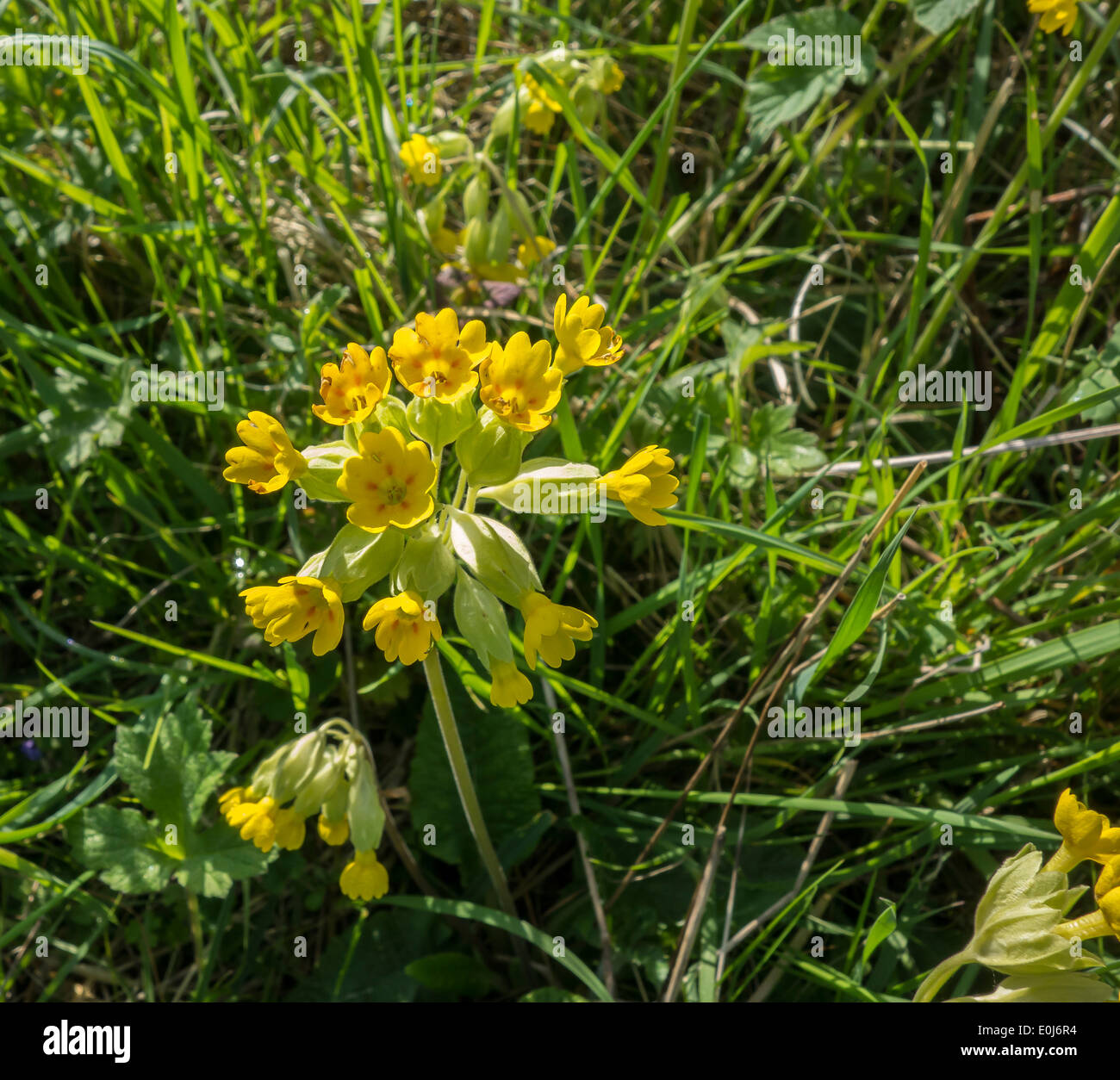Cowslip plant close up Stock Photo - Alamy