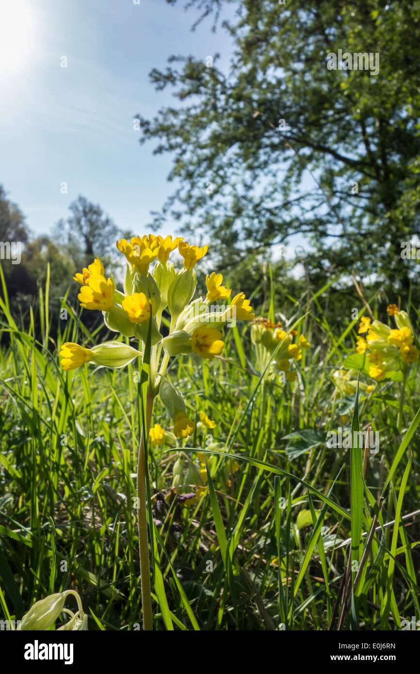 Ground level plant hi-res stock photography and images - Alamy