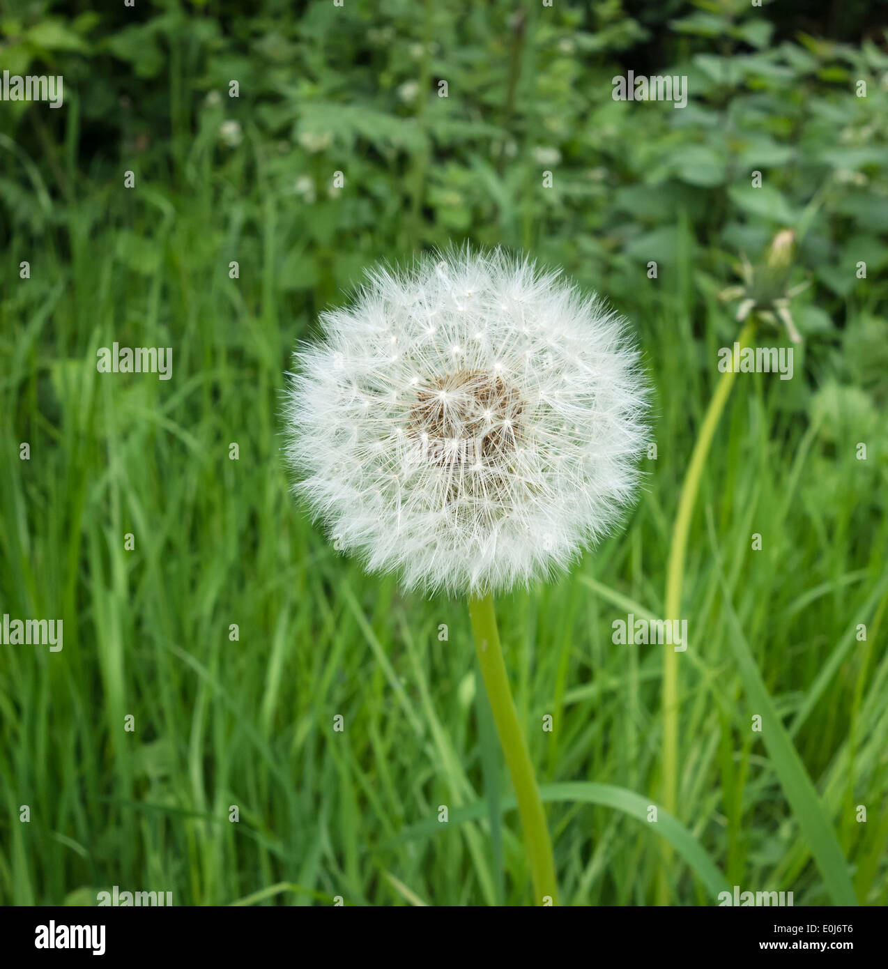 Dandelion seed head Stock Photo - Alamy