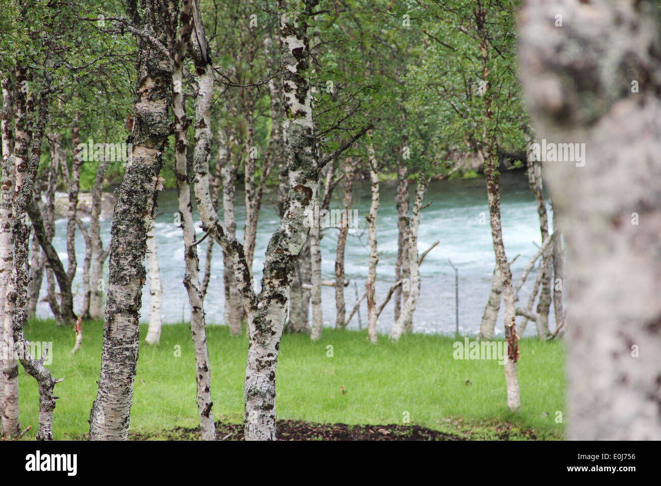 Birch forest and glacier blue river in Norway Stock Photo - Alamy