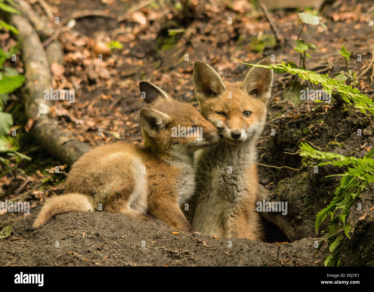 urban fox cubs inner city Stock Photo - Alamy