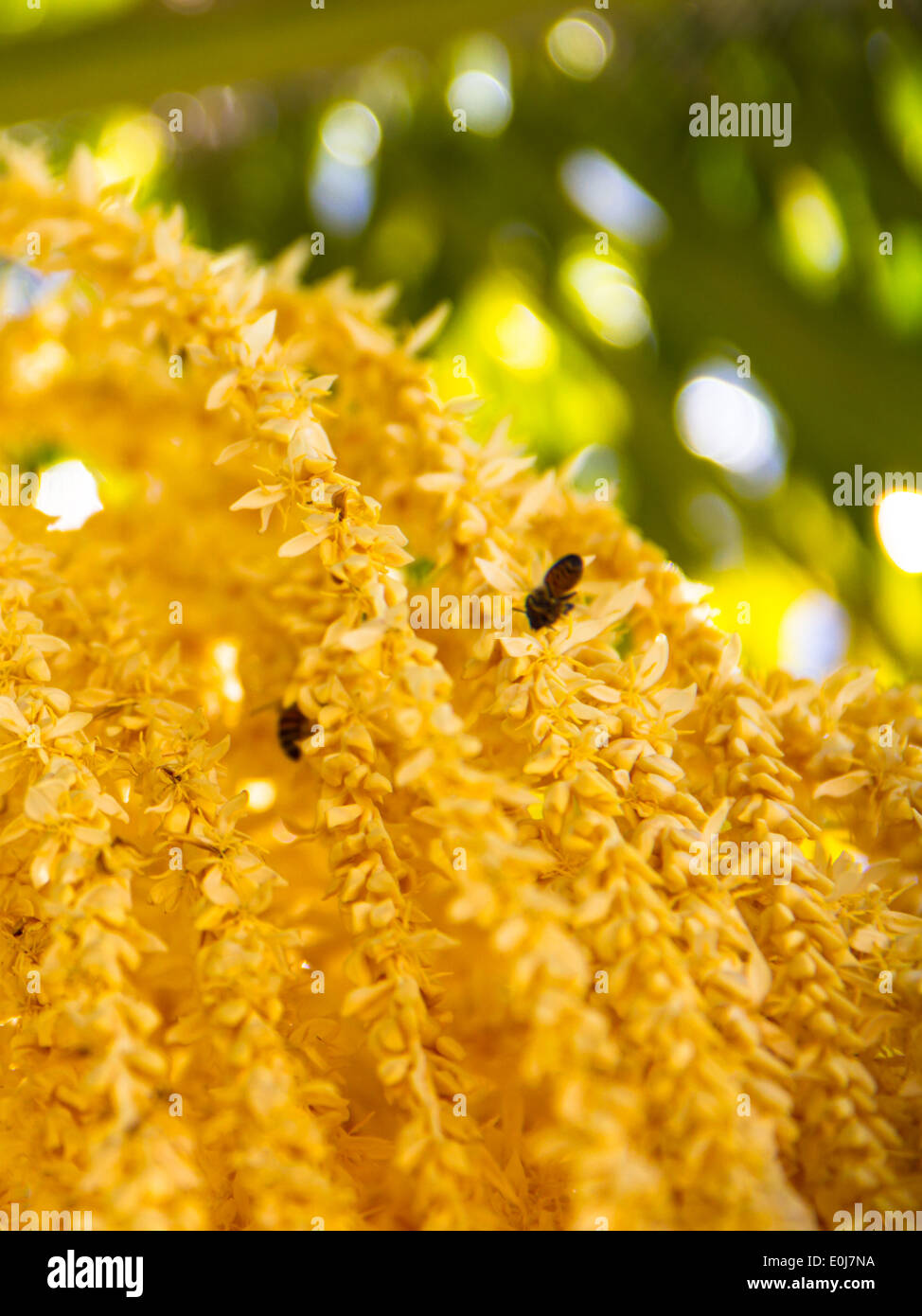 Bees feeding from a palm Stock Photo - Alamy