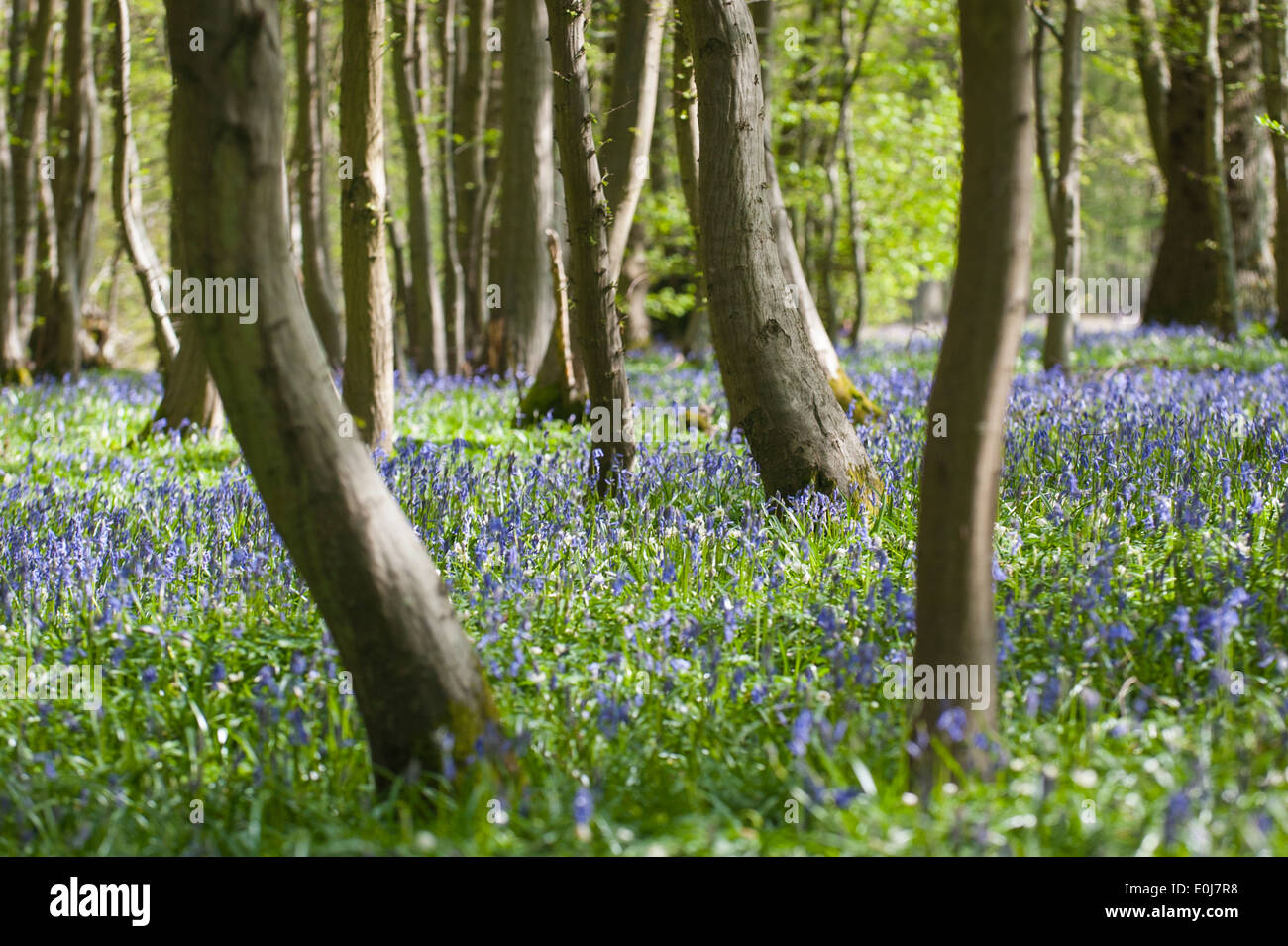 South East England , Kent , Woodlands , spring trees flowers , flora ...