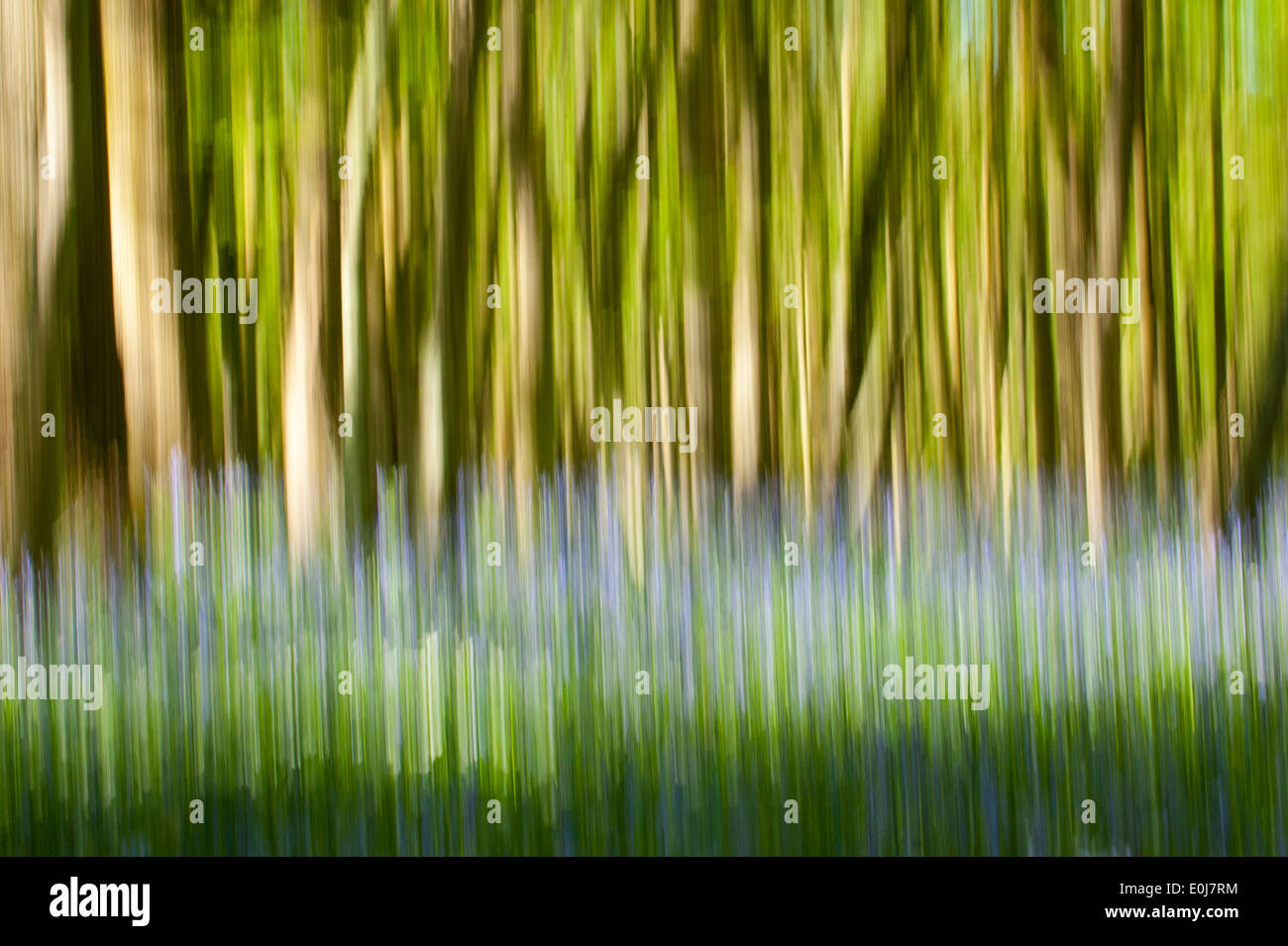 South East England Kent Woodlands spring trees flowers flora forest ...