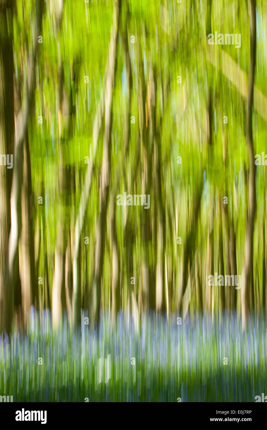 South East England Kent Woodlands spring trees flowers flora forest ...