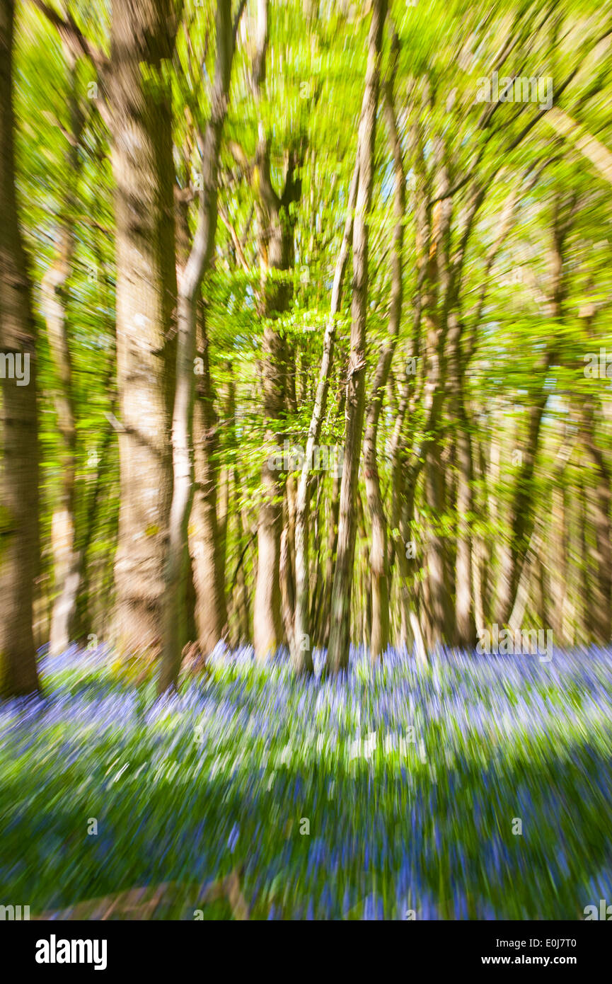 South East England Kent Woodlands spring trees flowers flora forest ...