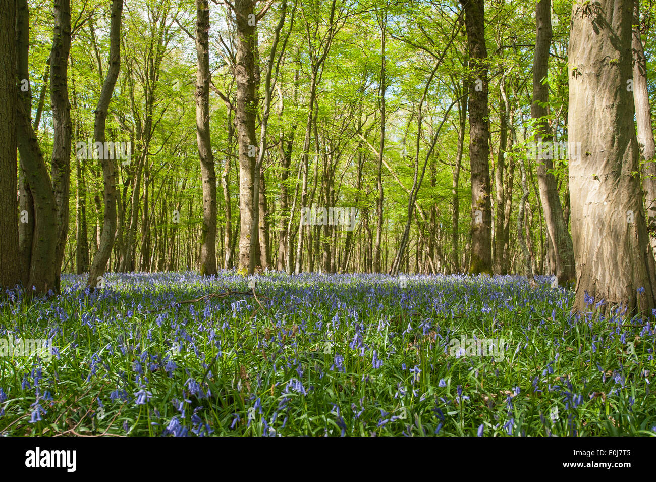 Woodland Forest Flowers