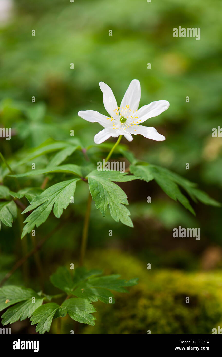 South East England , Kent , Woodlands , spring trees flowers , flora ...