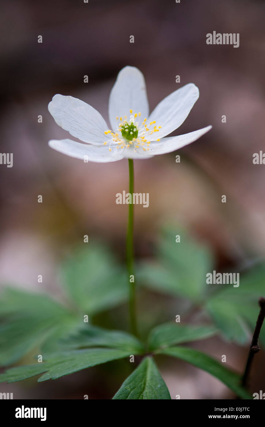 South East England , Kent , Woodlands , spring trees flowers , flora ...