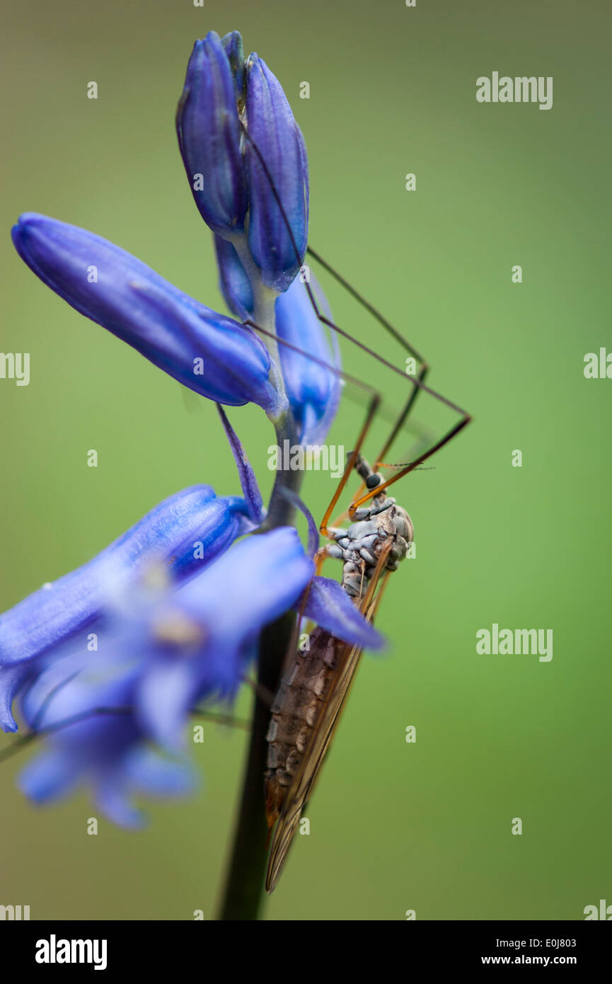 Uk shadfly hi-res stock photography and images - Alamy