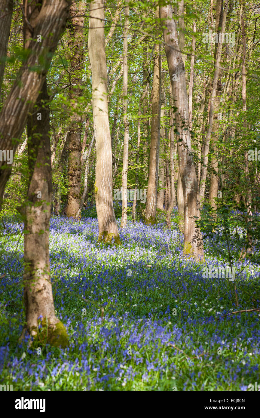 South East England , Kent , Woodlands , spring trees flowers , flora ...