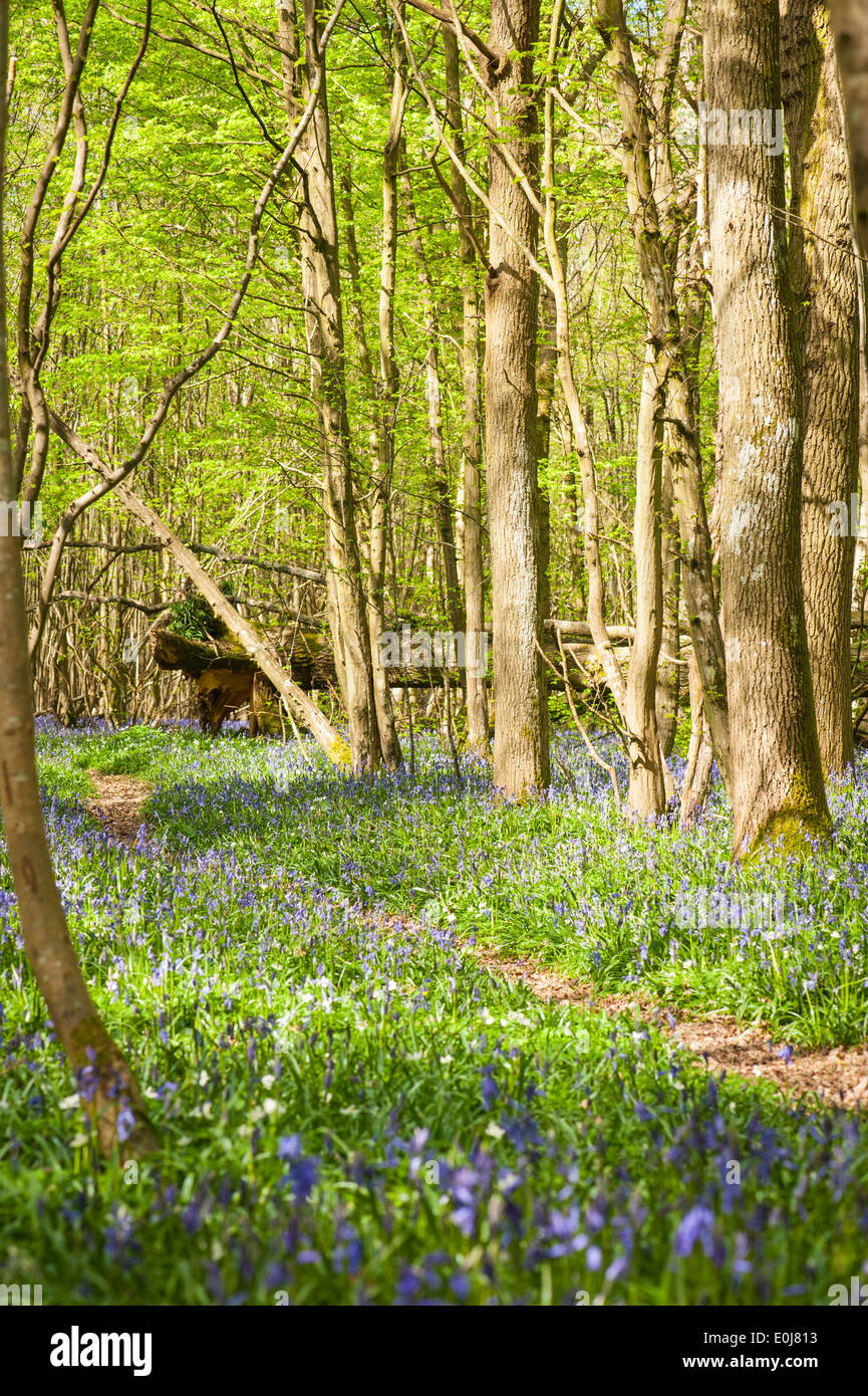 South East England , Kent , Woodlands , spring trees flowers , flora ...