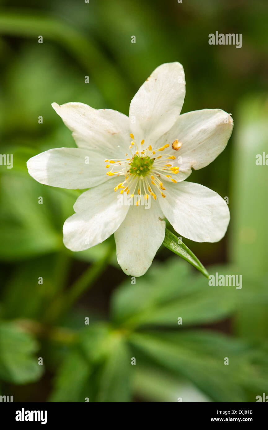 South East England , Kent , Woodlands , spring trees flowers , flora ...