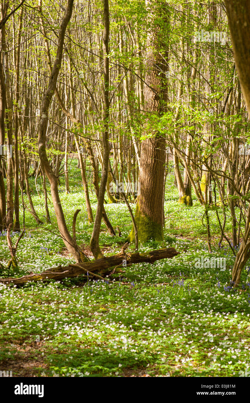 South East England , Kent , Woodlands , spring trees flowers , flora ...