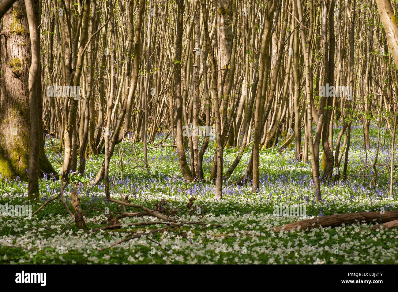 South East England , Kent , Woodlands , spring trees flowers , flora ...
