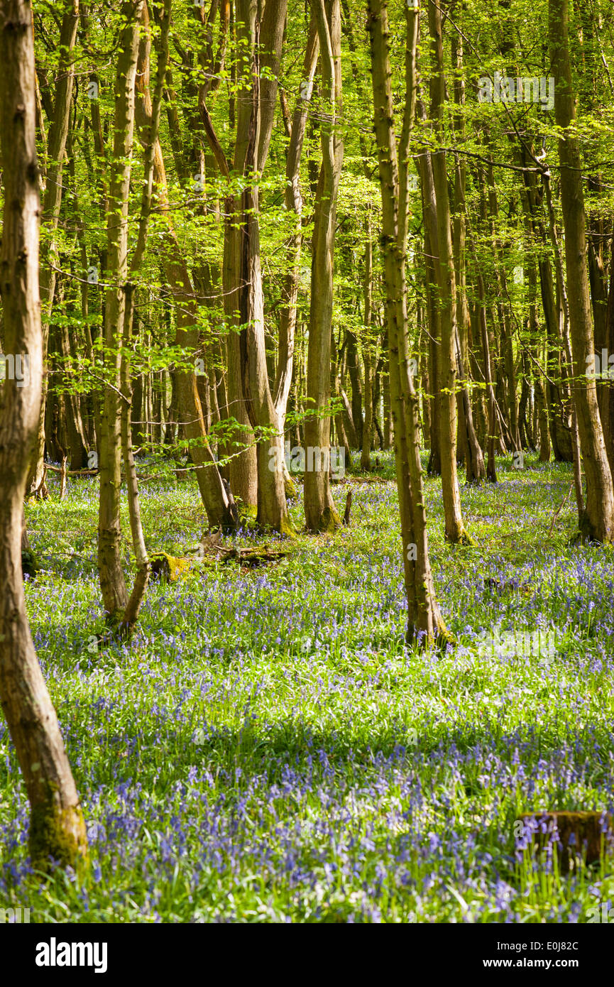 South East England , Kent , Woodlands , spring trees flowers , flora ...