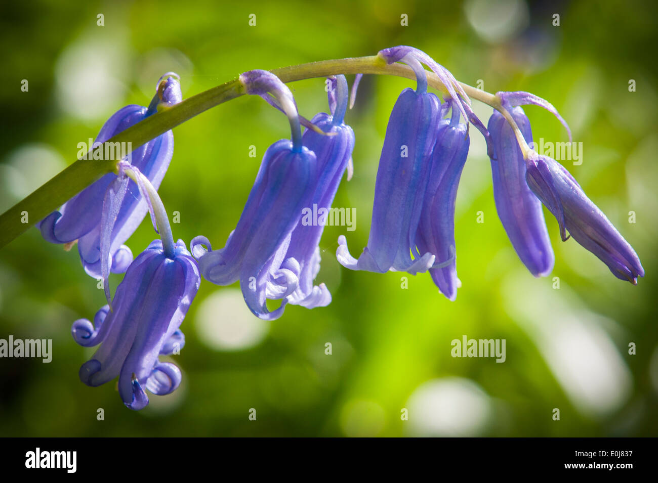 South East England , Kent , Woodlands , spring trees flowers , flora ...