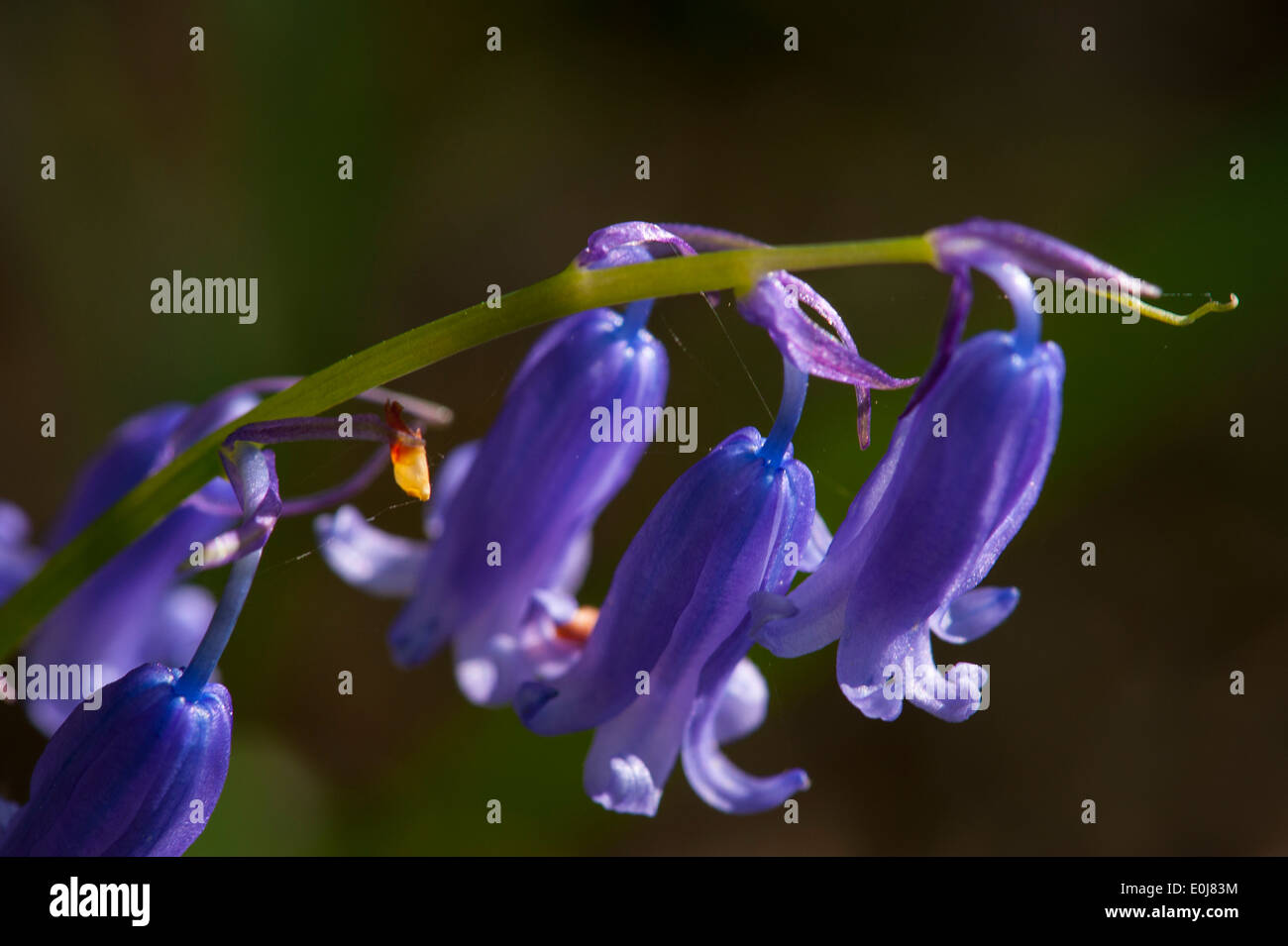South East England , Kent , Woodlands , spring trees flowers , flora ...
