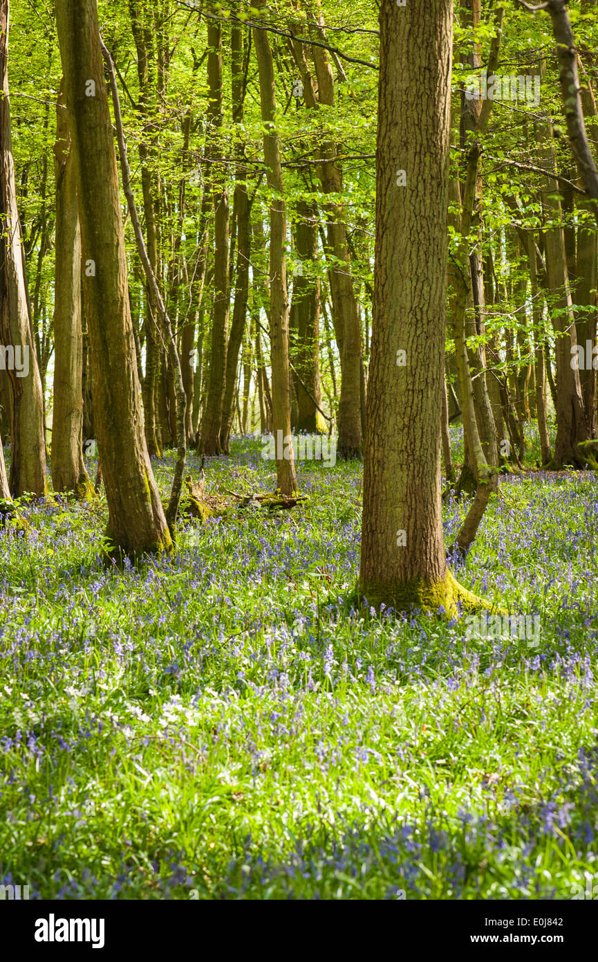 South East England , Kent , Woodlands , spring trees flowers , flora ...