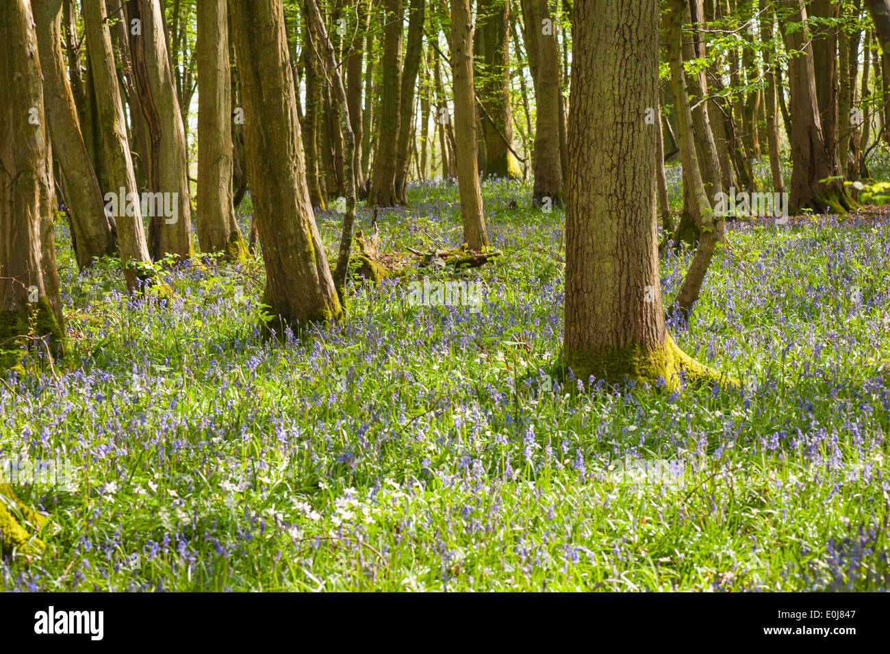 South East England , Kent , Woodlands , spring trees flowers , flora ...