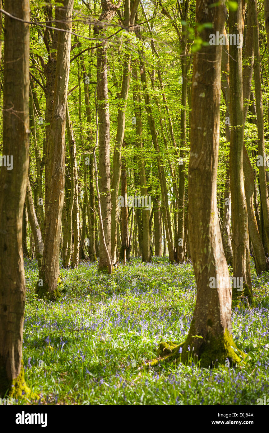 Dm14bd3118 hi-res stock photography and images - Alamy