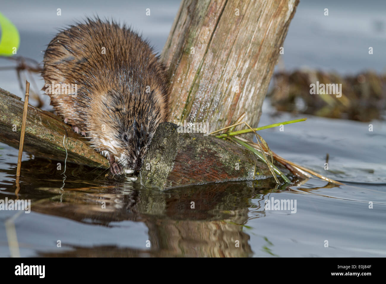 Large hind feet hi-res stock photography and images - Alamy