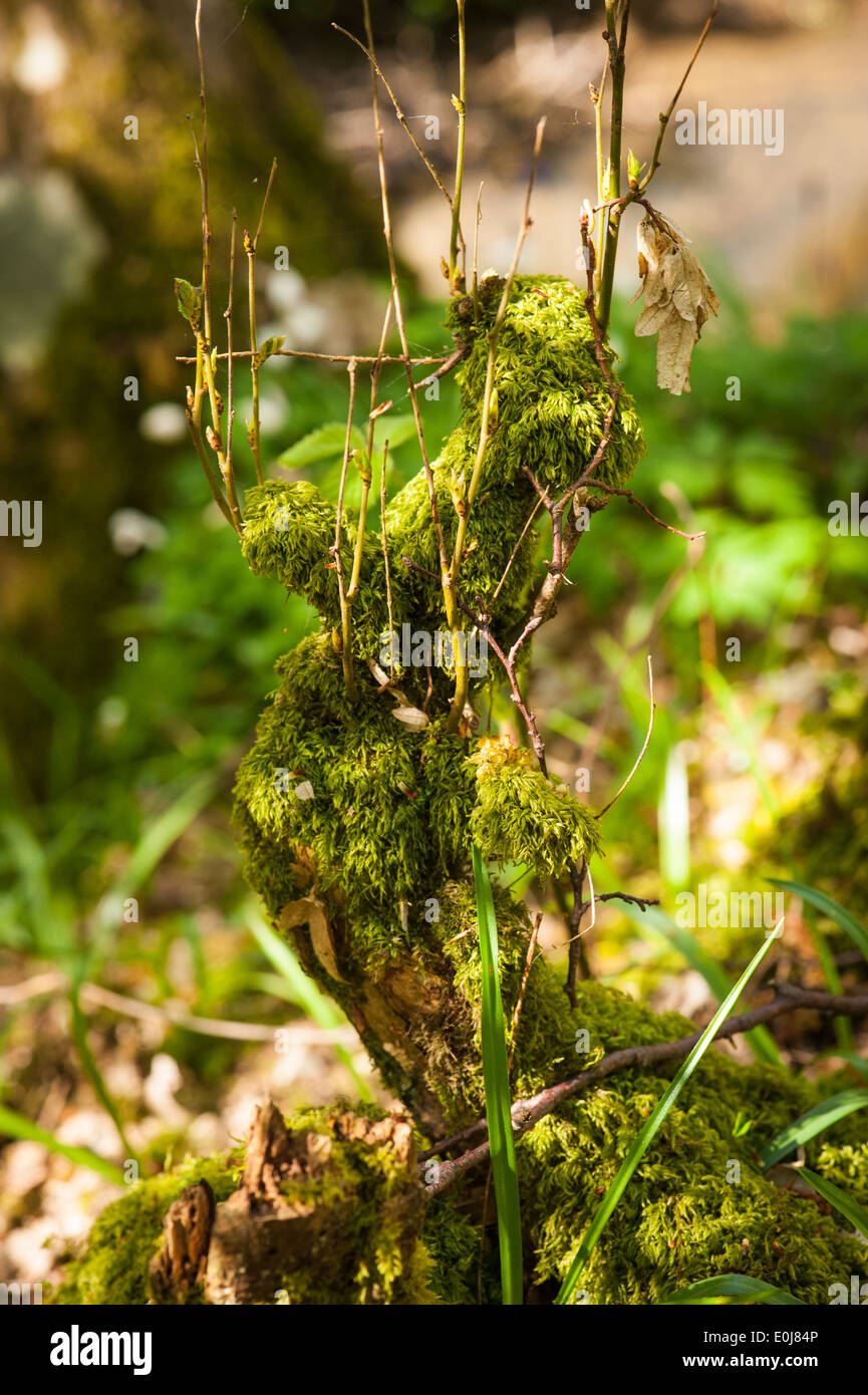 South East England , Kent , Woodlands , spring trees flowers , flora ...