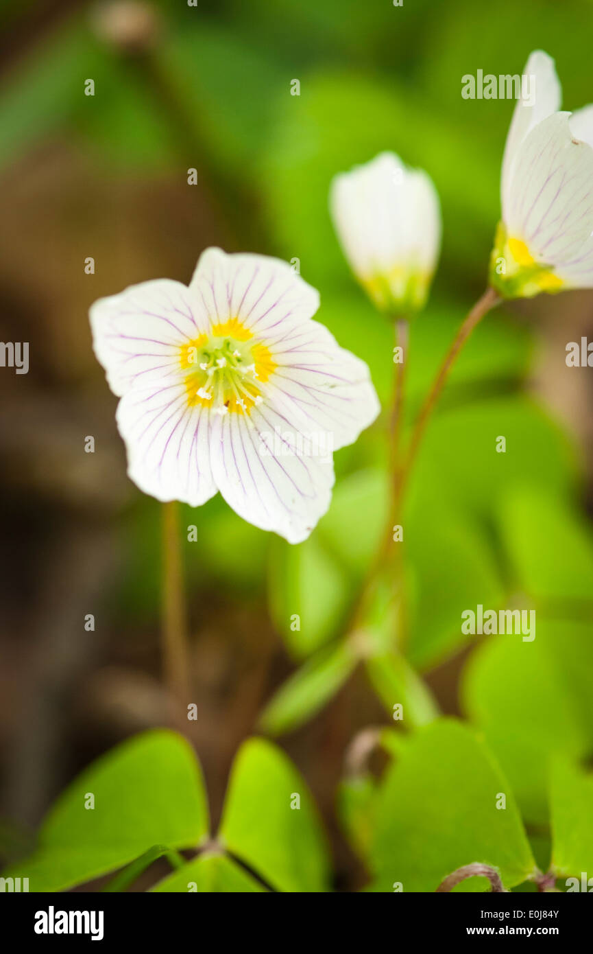 South East England , Kent , Woodlands , spring trees flowers , flora ...