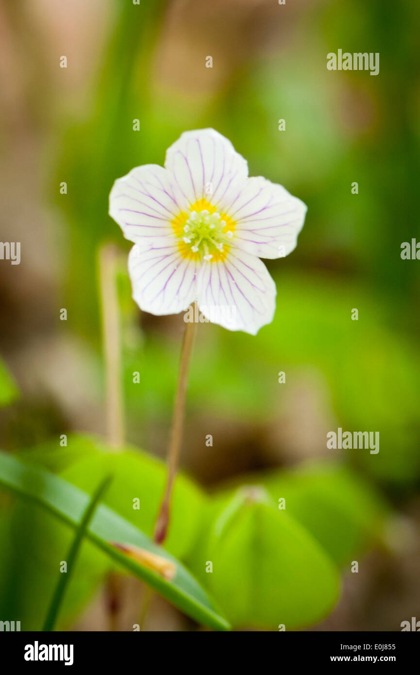 South East England , Kent , Woodlands , spring trees flowers , flora ...