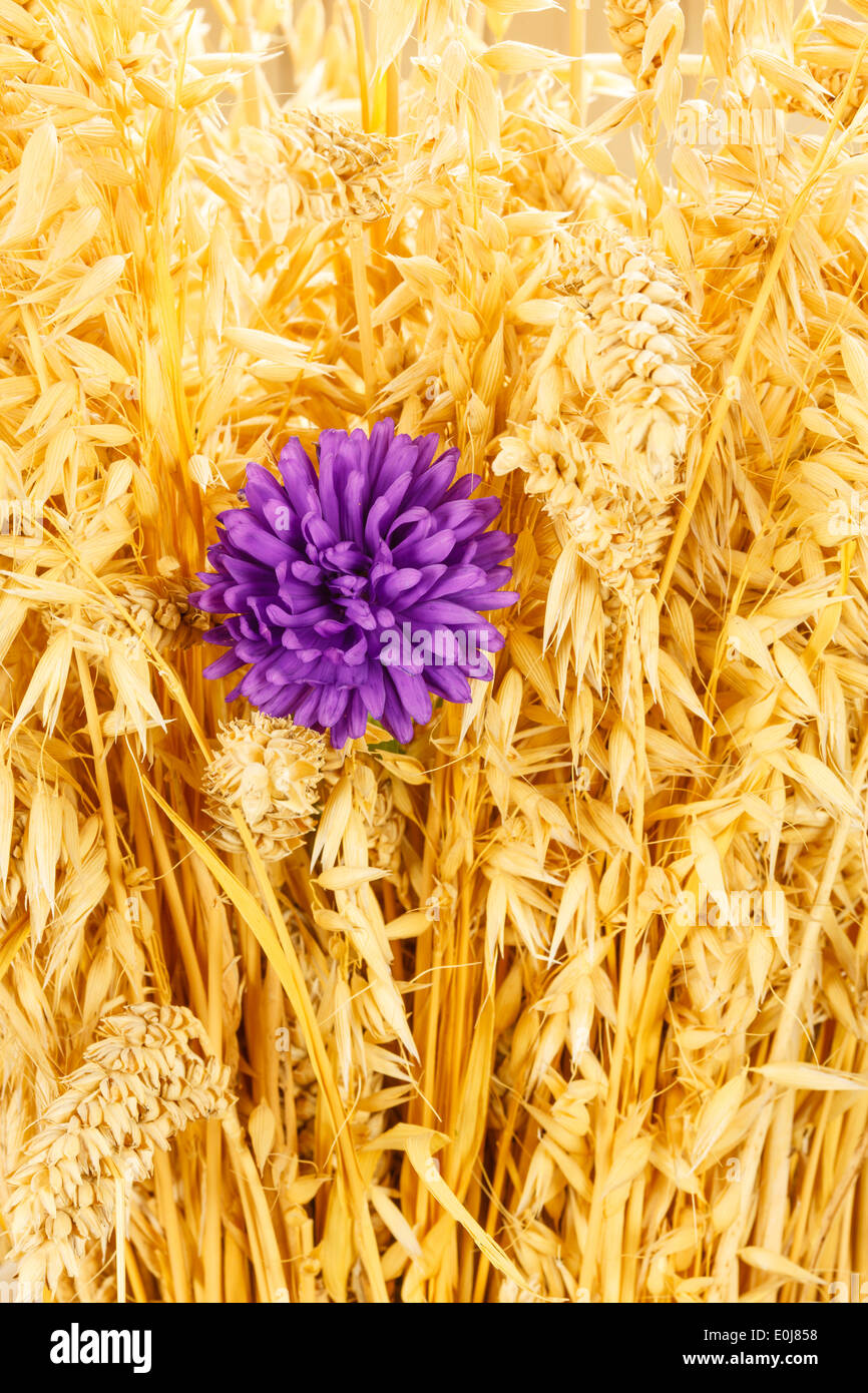 Busch Aster corn as background Stock Photo - Alamy