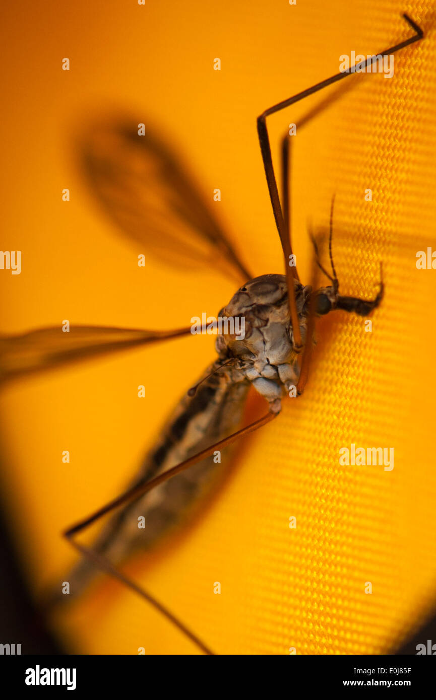 South East England Kent Woodlands spring fauna insect shadfly mayfly ...