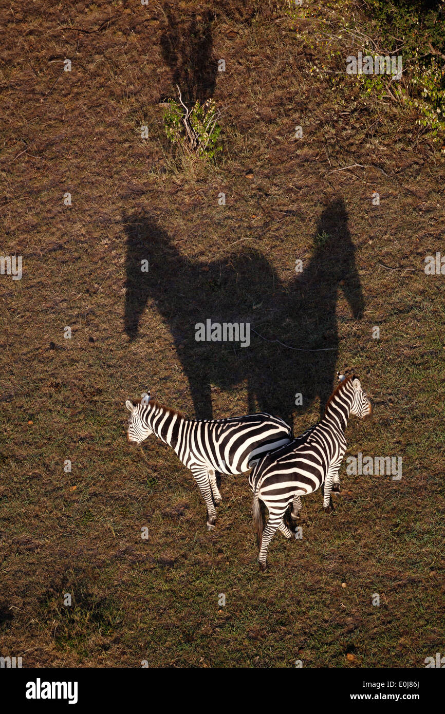 Aerial view of zebras and shadows, Masai Mara, Kenya, February (Equus ...