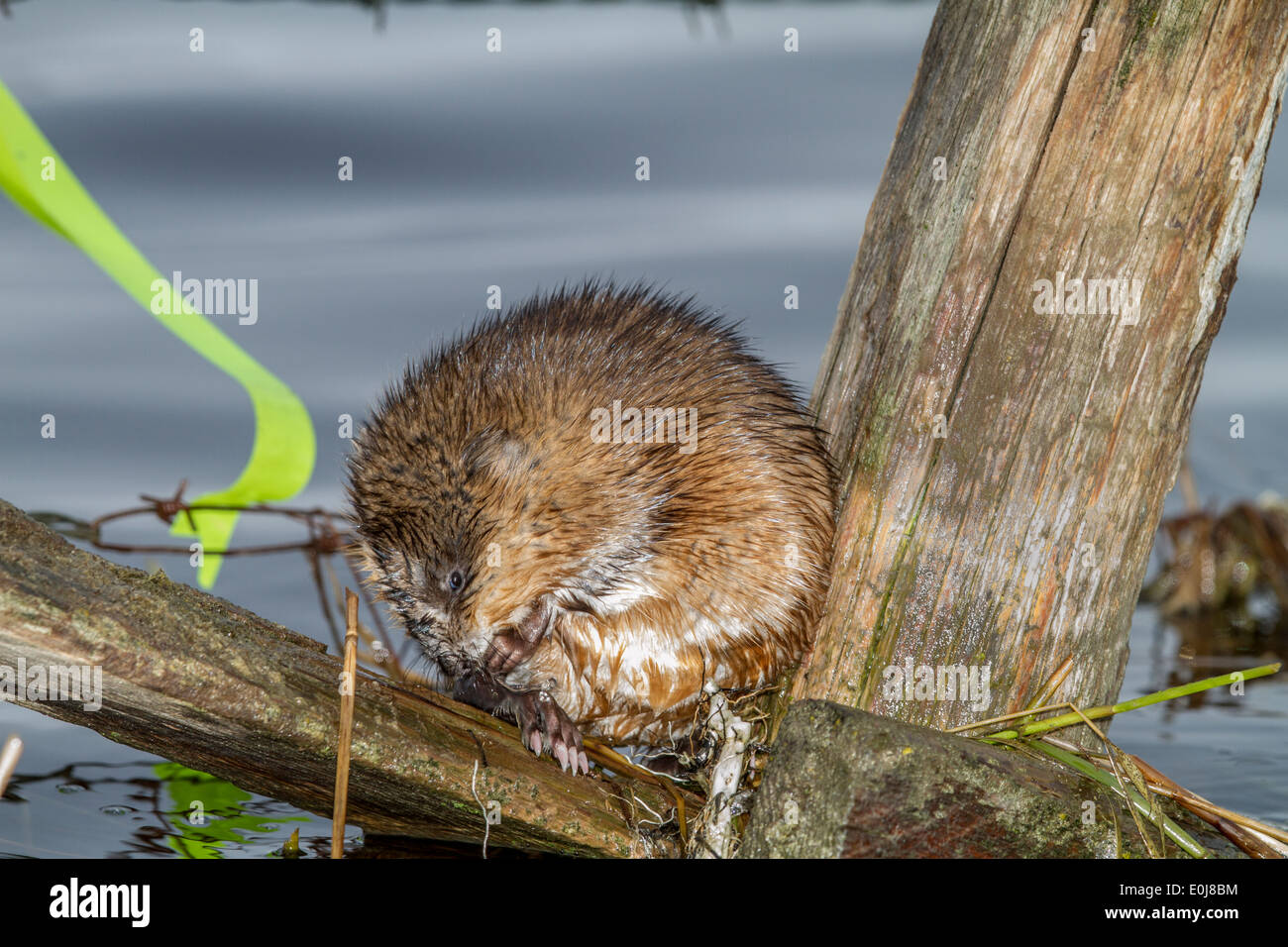 Wildlife feet marsh hi-res stock photography and images - Alamy