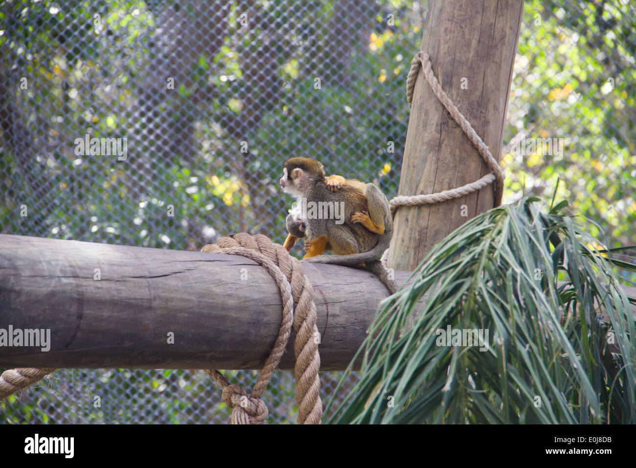 Squirrel monkeys in captivity Stock Photo - Alamy
