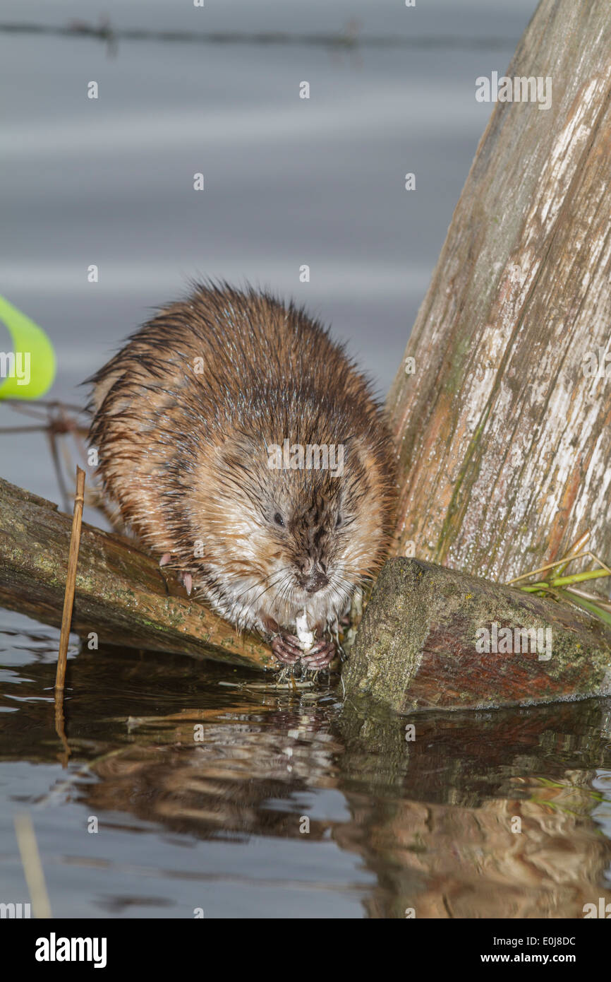 Feet in mud pond hi-res stock photography and images - Alamy