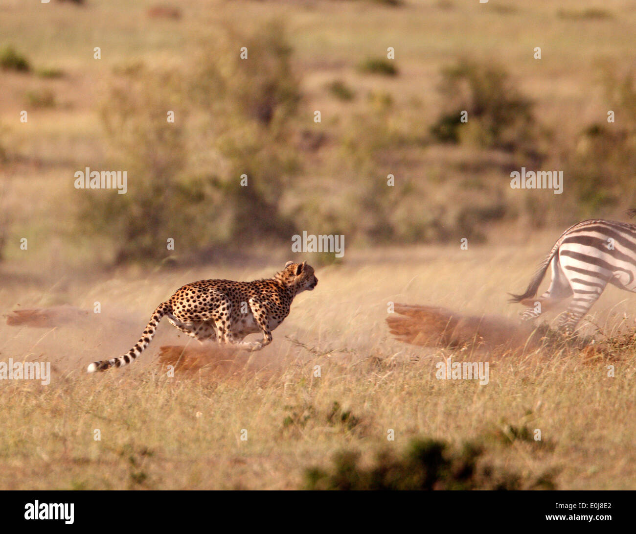 Cheetah Chasing Zebra