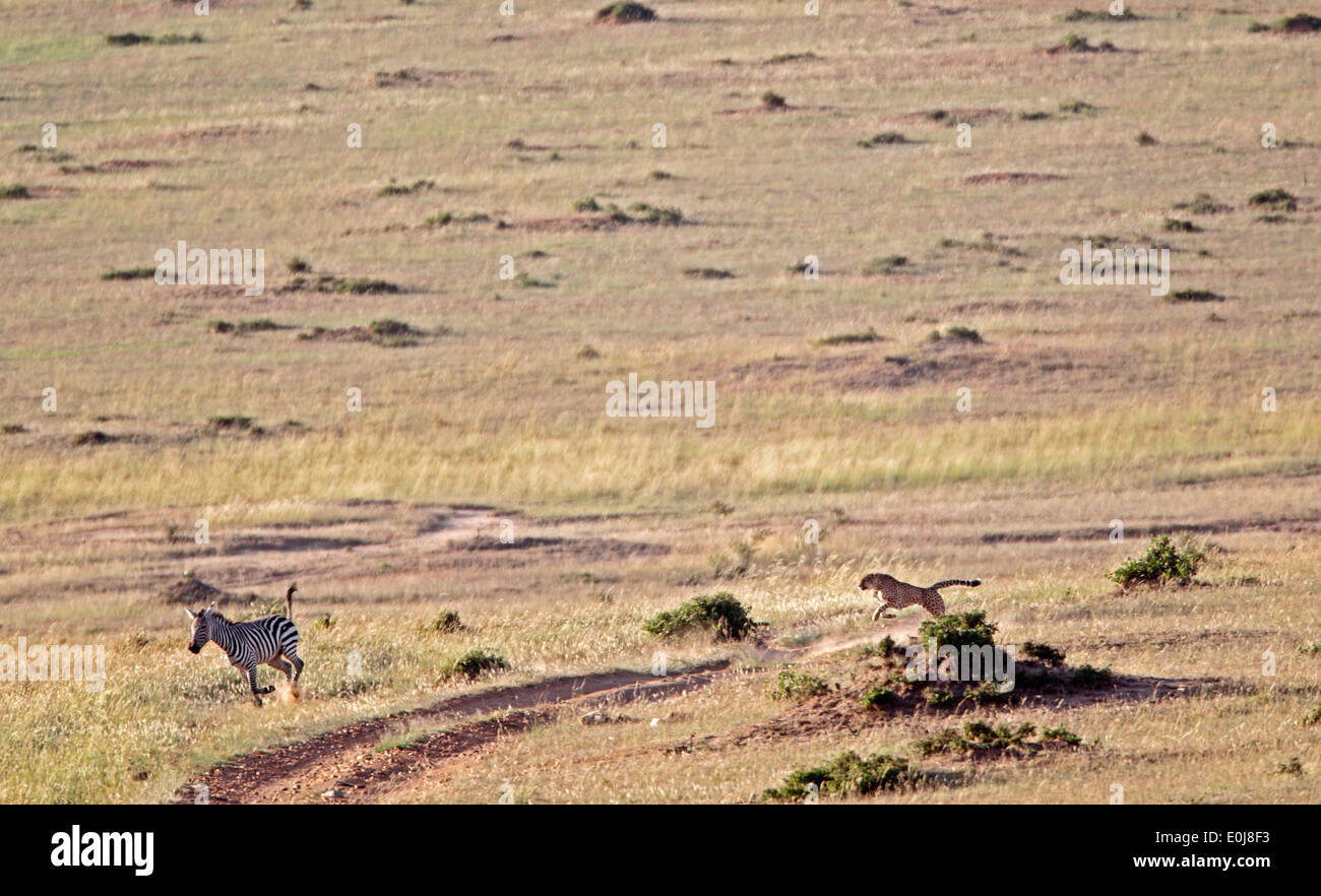 Cheetah hunt zebra hi-res stock photography and images - Alamy