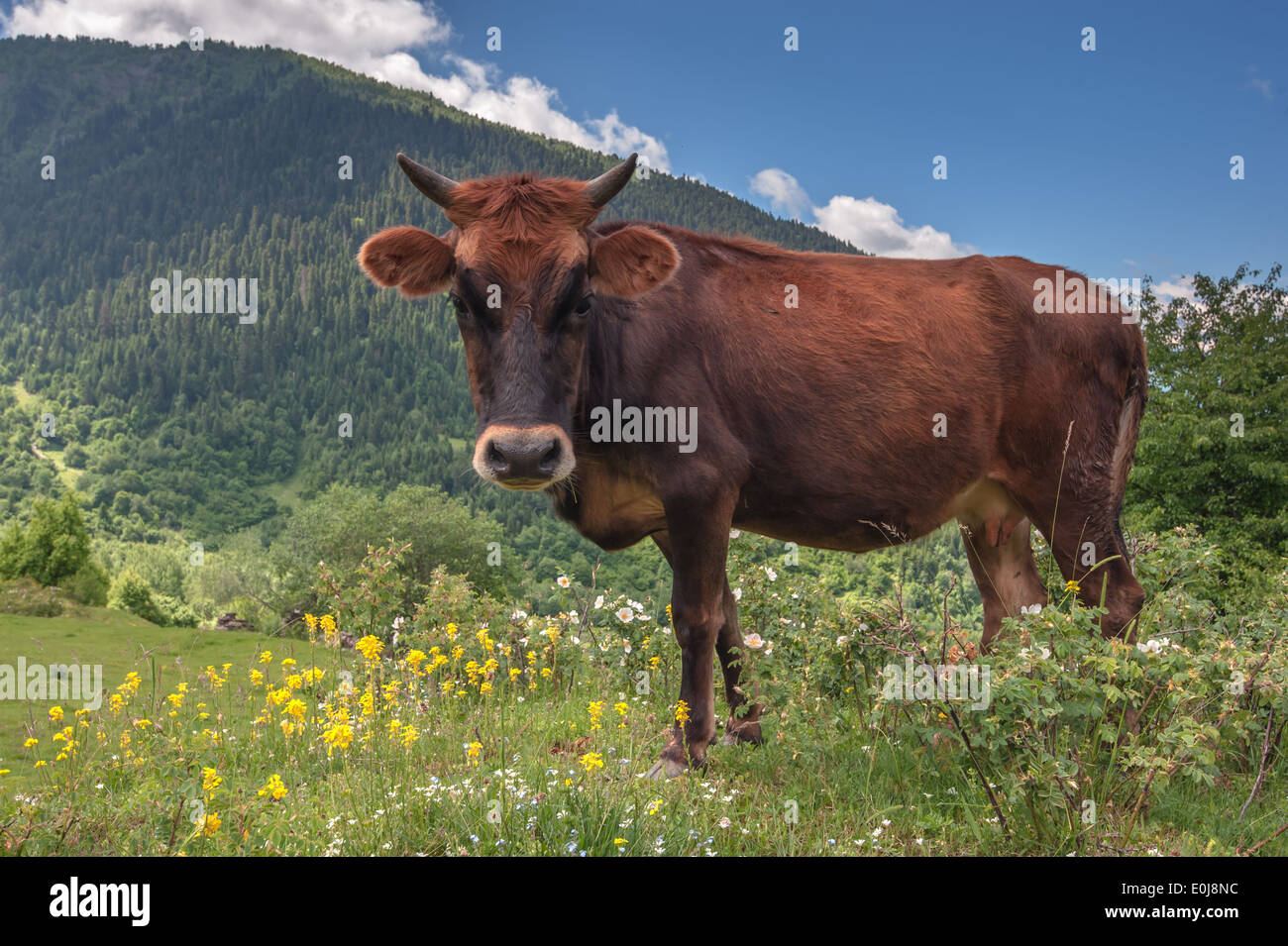 Red cow hi-res stock photography and images - Alamy