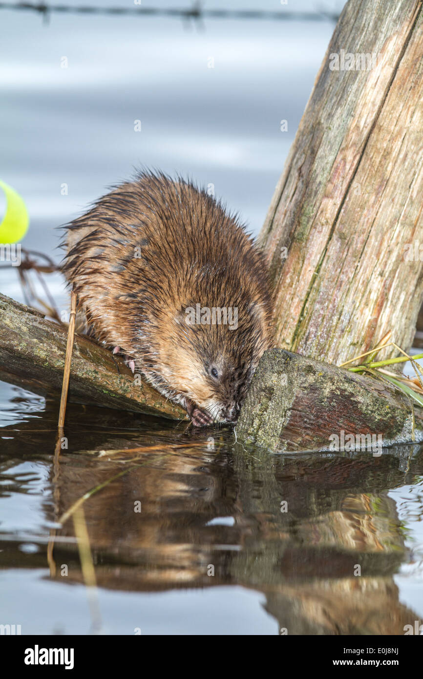 Hind feet showing hi-res stock photography and images - Alamy