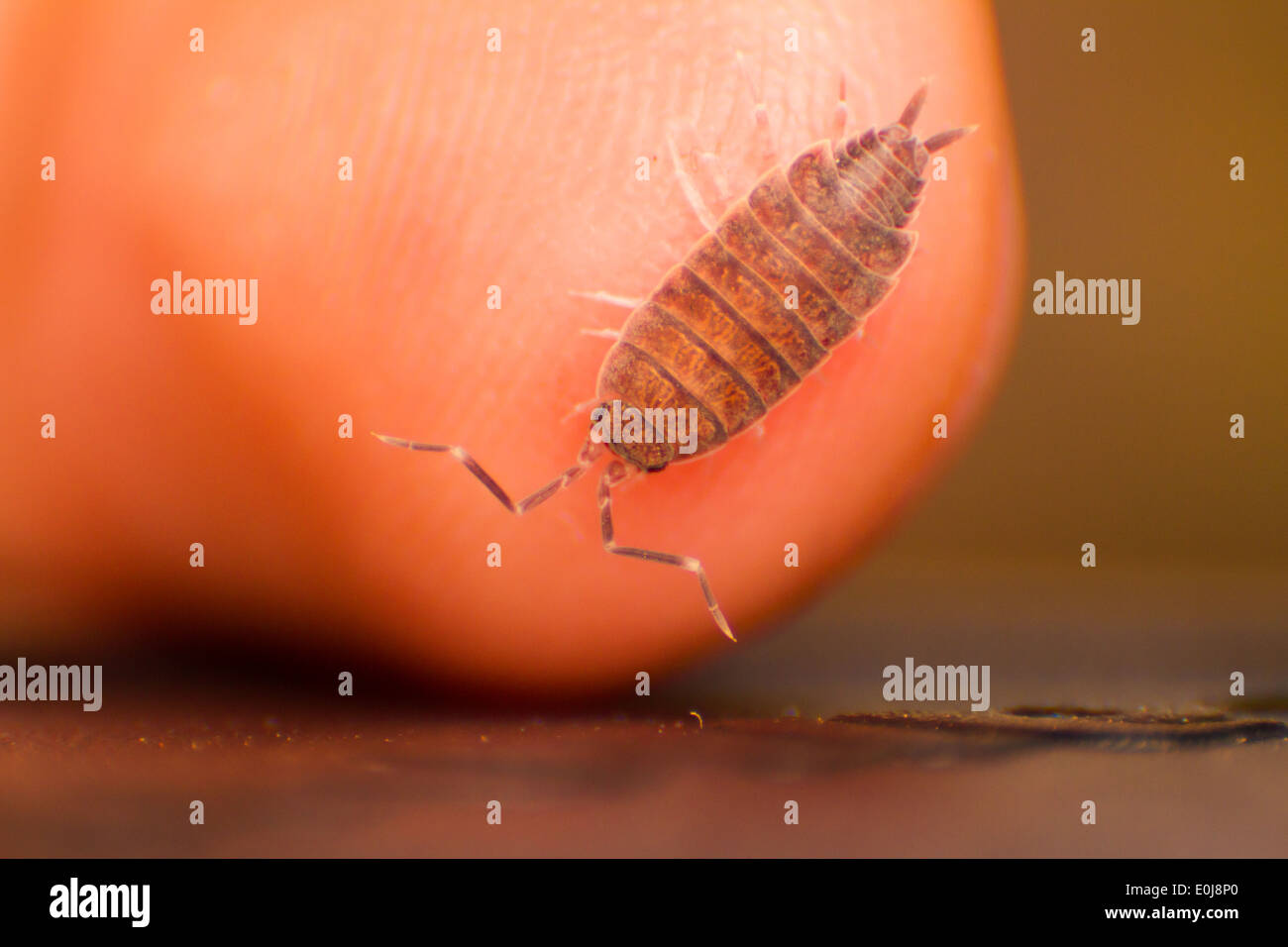 Chucky Pig High Resolution Stock Photography and Images - Alamy