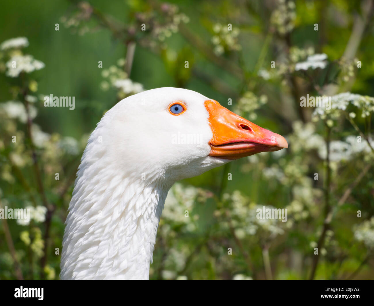 Close up of the head of a white domestic farm goose with bright orange ...