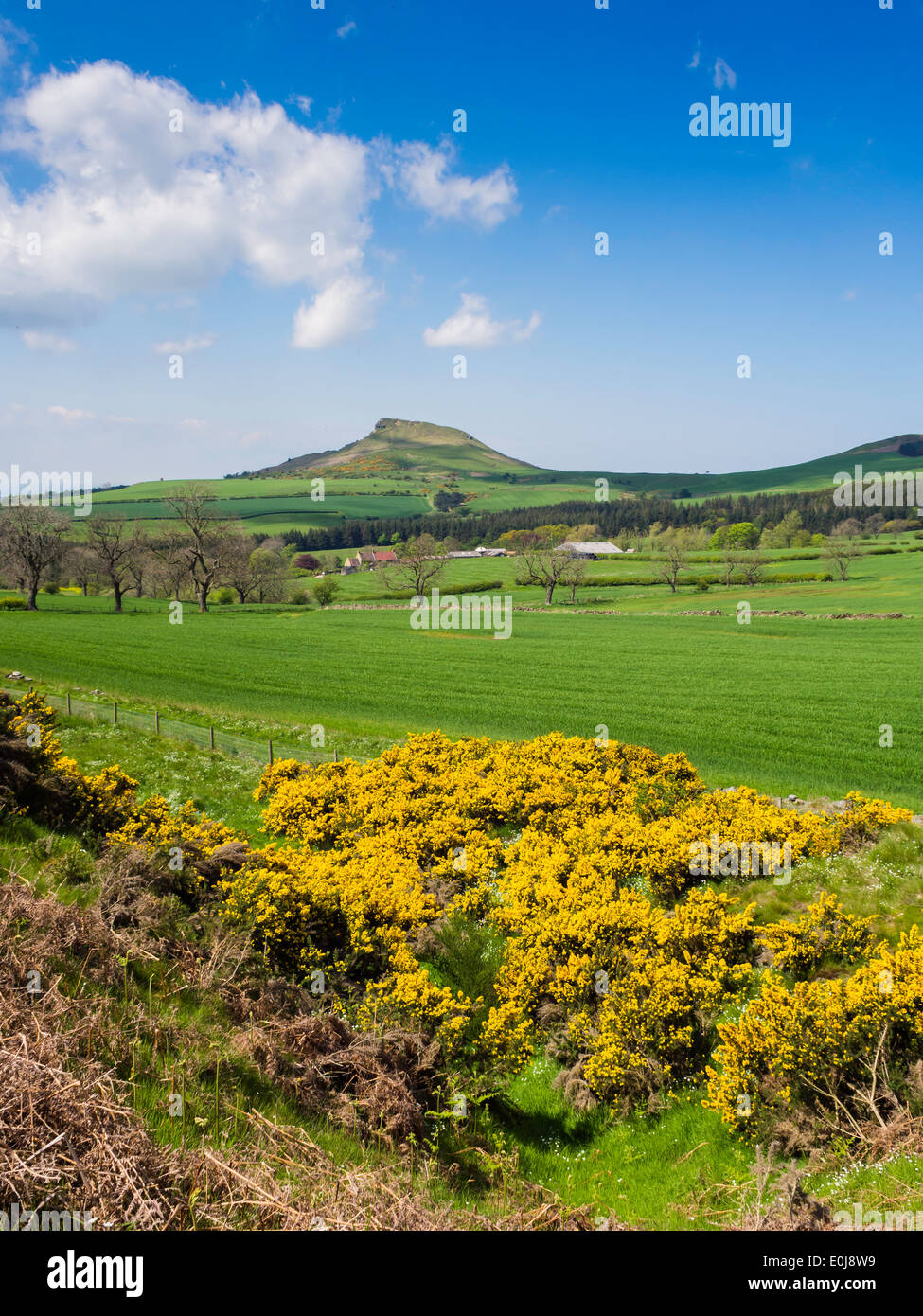 Roseberry Topping in the Cleveland Hills viewed from Gribdale on a ...