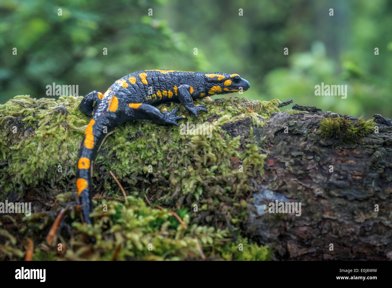 Poisonous salamander hi-res stock photography and images - Alamy